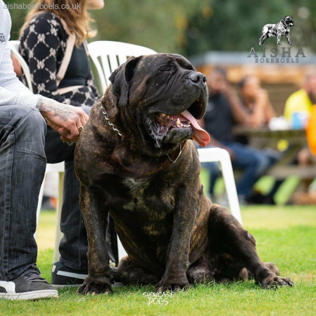 HAPPY 10TH BIRTHDAY Sandaharr El Camino aka Pablo - Aisha Boerboels